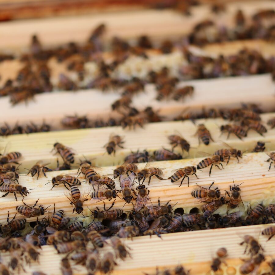 Which race of bee colonies to choose when starting a beekeeping journey ...